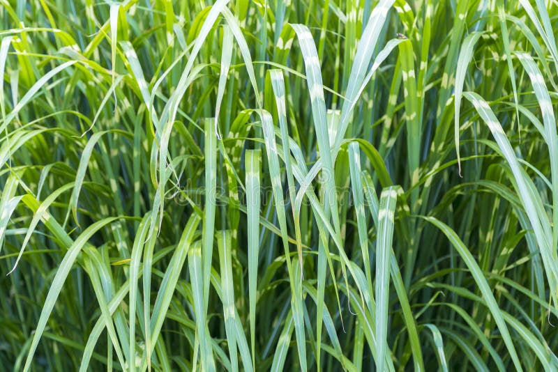 Close up of green reed stock image. Image of sparse, life - 39895409