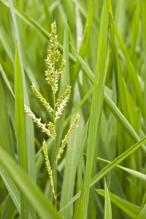 Close Up of Green Rice Crop in a Field Stock Image - Image of ...