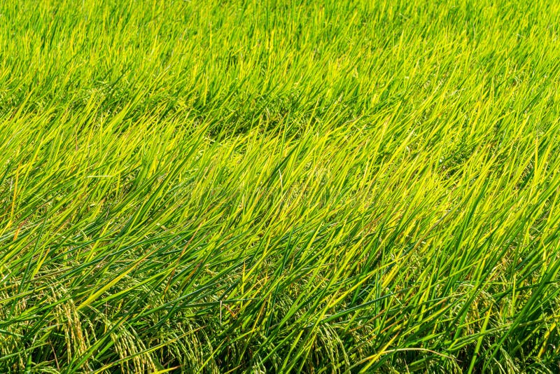 Rice crop Fields stock photo. Image of crop, narrow - 125797328
