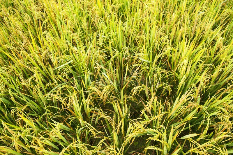 Close-up green rice field stock photo. Image of business - 32582684