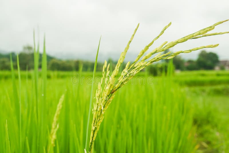 Close Up Green Rice Grain in Field Stock Photo - Image of botany ...