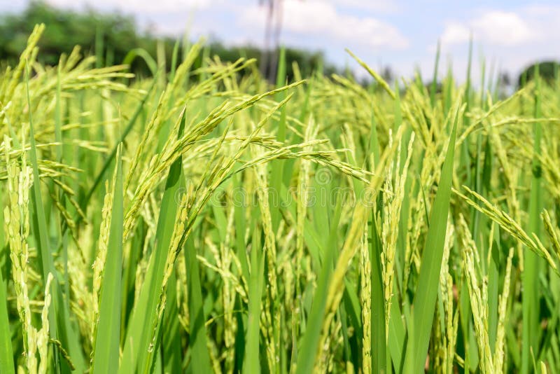 Close Up of Green Rice Paddy Stock Photo - Image of buri, agriculture ...