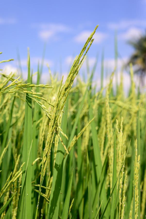 Close Up of Green Rice Paddy in Rice Field Stock Image - Image of buri ...