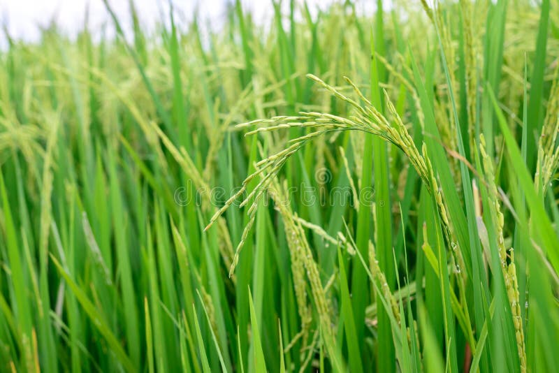 Close Up of Green Rice Paddy in Rice Field Stock Image - Image of ...