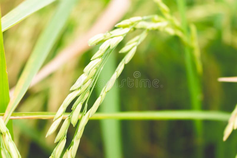 Rice paddy stock photo. Image of green, farming, harvest - 124189254