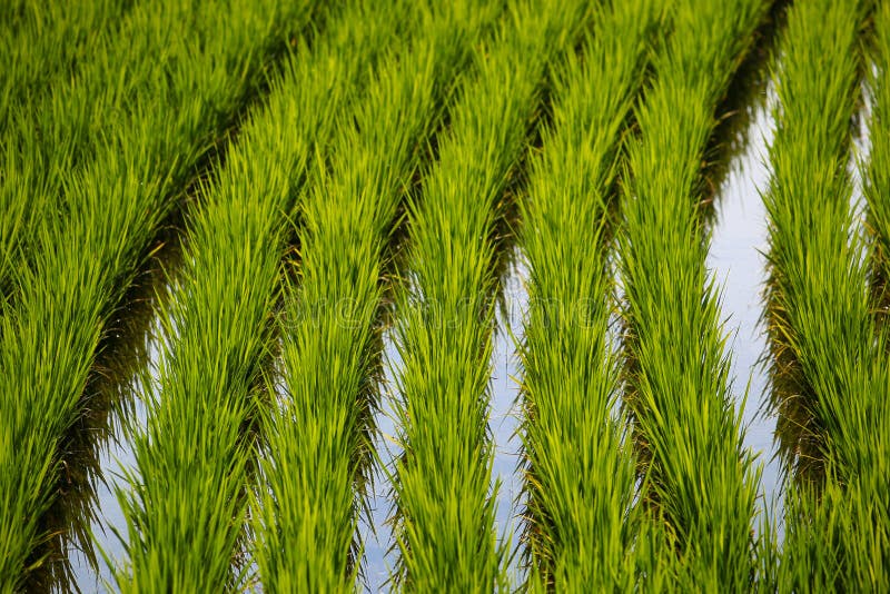 Close Up Green Rice Sprouts, Even Rows of Plants. Stock Image - Image ...