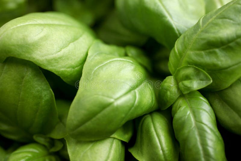Close Up on Green Ripe Basil Leaves Stock Image - Image of fresh, leaf ...
