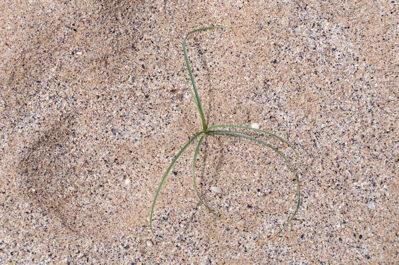 Close Up of Green Sand-grass in Sand Nature Background Stock Image ...