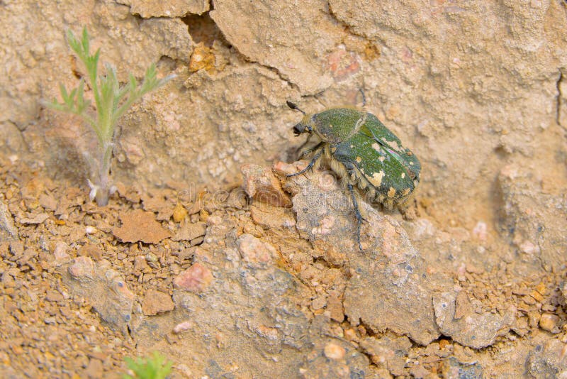 Green scarab stock image. Image of wildlife, animals - 242518337
