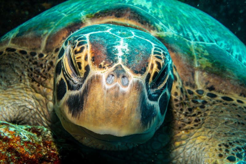 Close-up of a Green Sea Turtle S Face Stock Image - Image of green ...