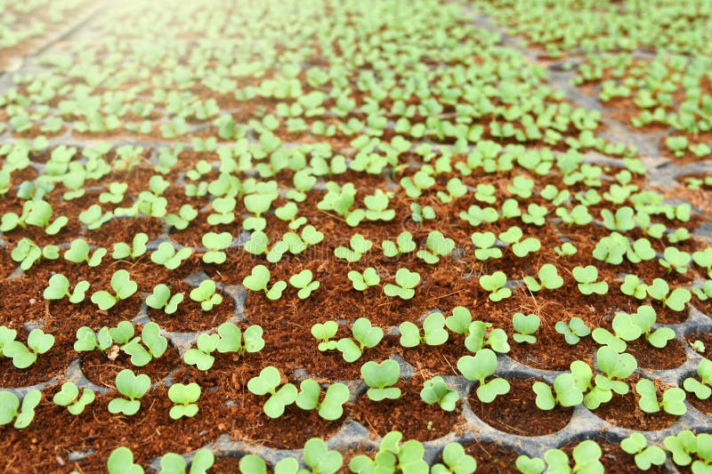 Close-up of Green Seedling.Green Salad Growing from Seed. Stock Photo ...
