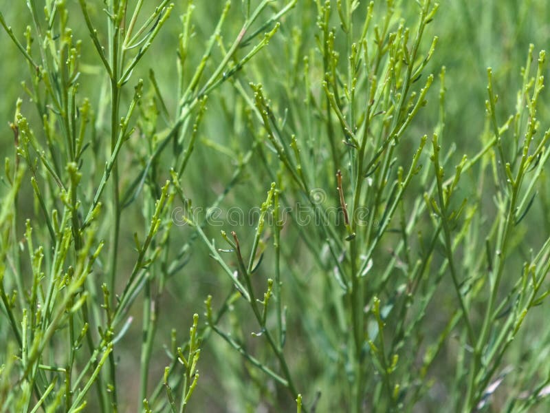 Close up on a green shrub stock image. Image of stems - 285980661