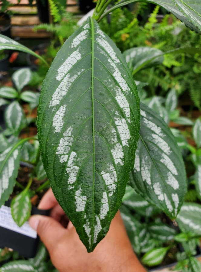 Closeup of the Green and Silver Leaf of Strobilanthes Dot Matrix ...