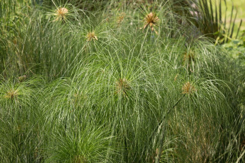 Green Small Leaf of Papyrus Tree. Stock Image - Image of growth, botany ...