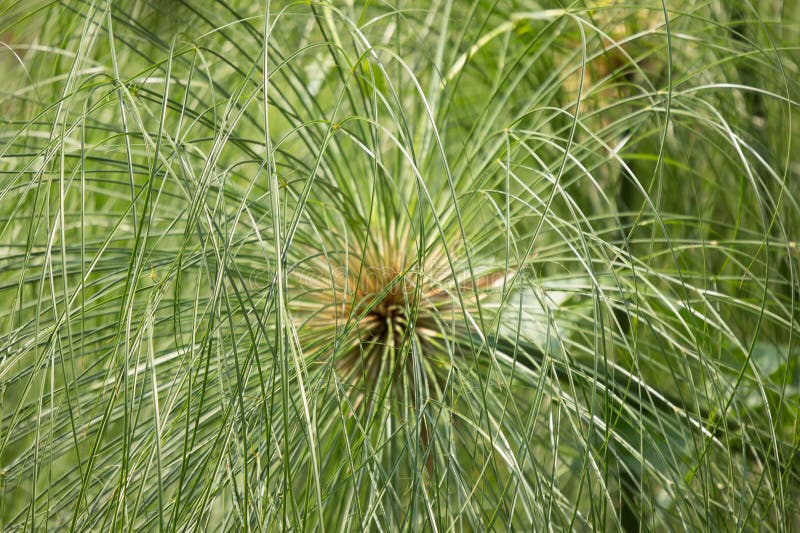 Green Small Leaf of Papyrus Tree. Stock Photo - Image of bright, plant ...