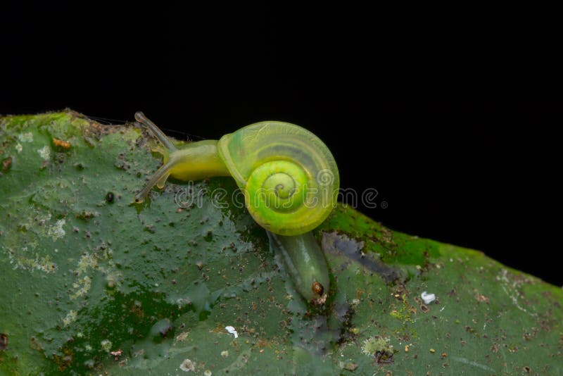 Sinistral Snail Stock Photos - Free & Royalty-Free Stock Photos from ...