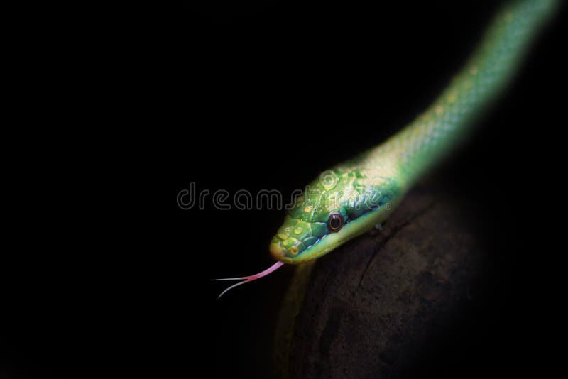 Close Up on Green Snake on Black Background Stock Image - Image of fear ...