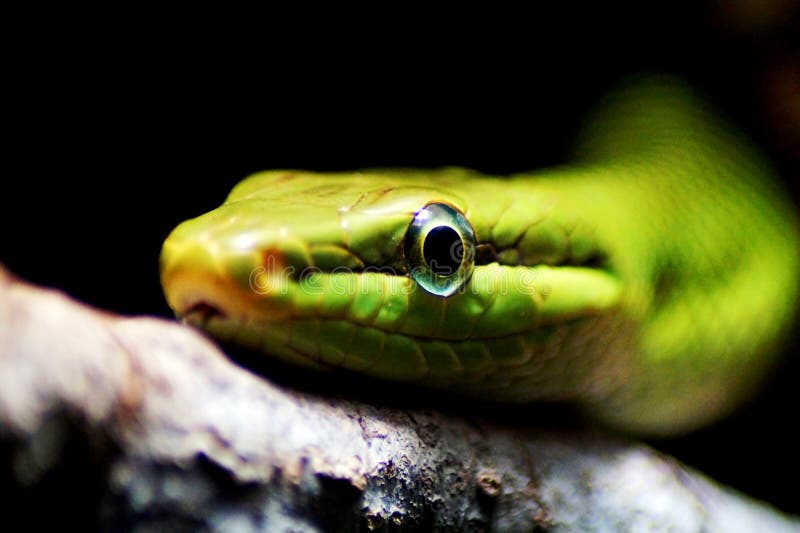 Close up on a green snake stock image. Image of leaf - 133360541