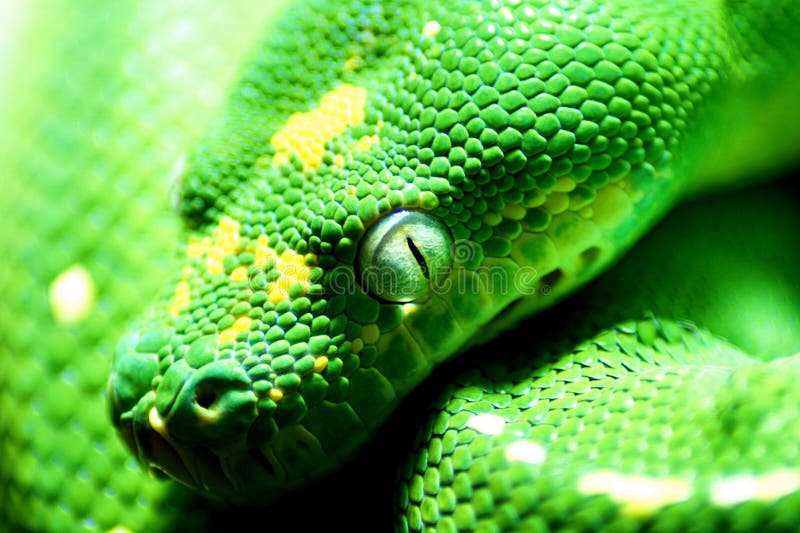 Rough Green Snake Stock Images - Download 719 Royalty Free Photos