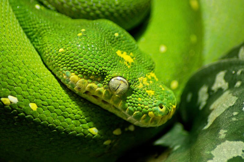 7,072 Snake Face Photos - Free & Royalty-Free Stock Photos from Dreamstime