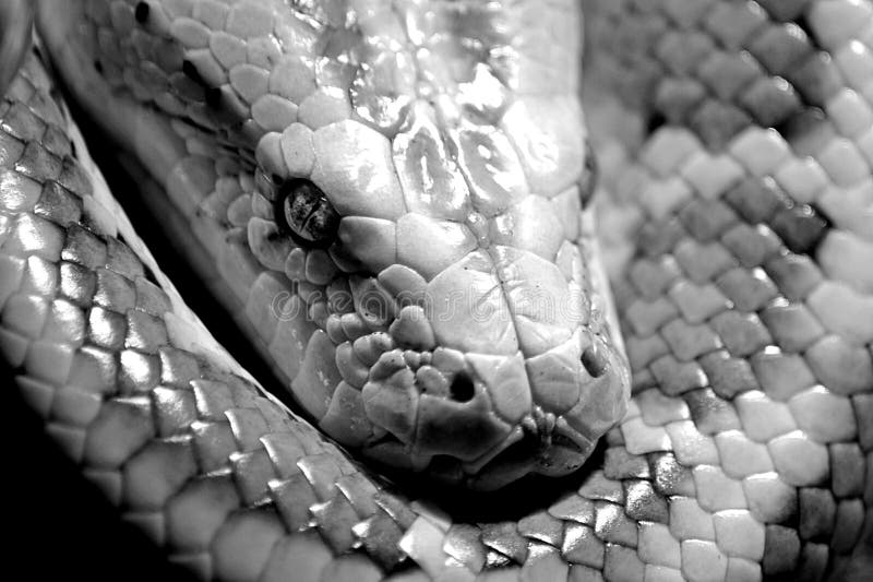 Close up on a green snake stock photo. Image of rainforest - 133663592