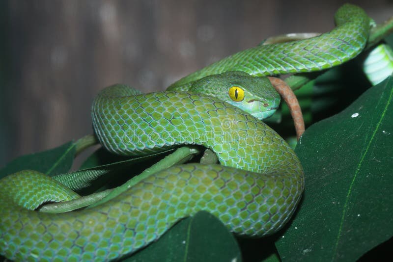 Close Up Green Snake Viper on Tree in Thailand Stock Image - Image of ...