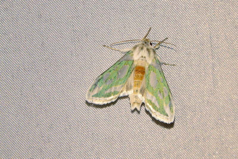 Snout moth stock photo. Image of white, insects, spots - 264250394