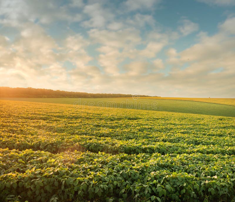 Green Soybean Growing in a Soybean Field Under Warm Evening Light Sky ...