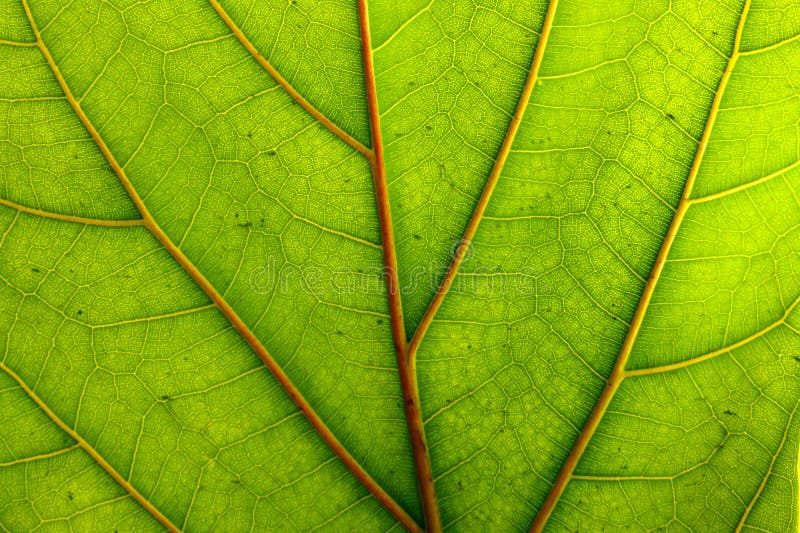 Green Leaf Texture Background Abstract Closeup Stock Image - Image of ...