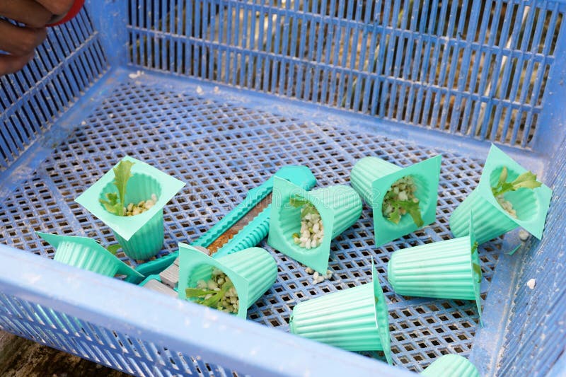 Green Sprout on Plastic Basket Stock Photo - Image of foliage, nature ...