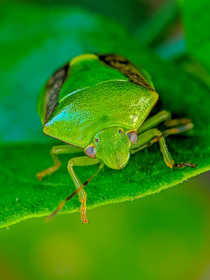 Close Up of a Green Stink Bug. Front View Stock Image - Image of small ...