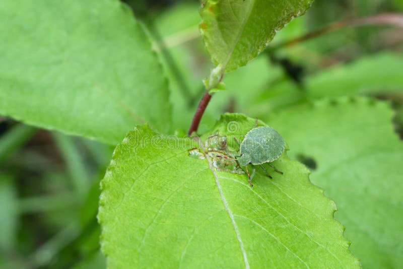 Close Up of Green Stink Bug or Green Shield Bug. Stock Photo - Image of ...