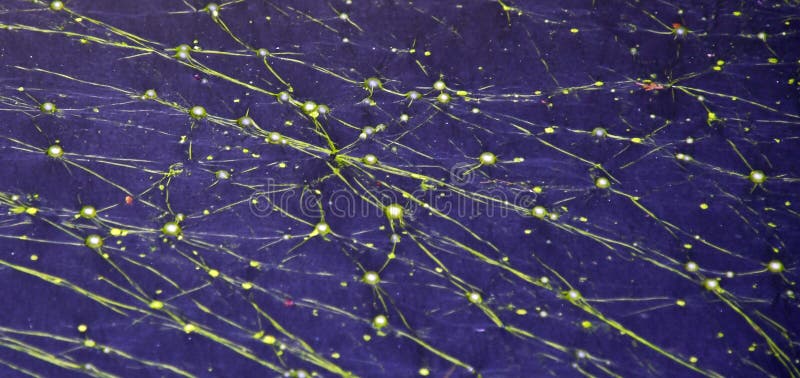 Close-up of Green Strands of Algae Growing on the Surface of Water ...