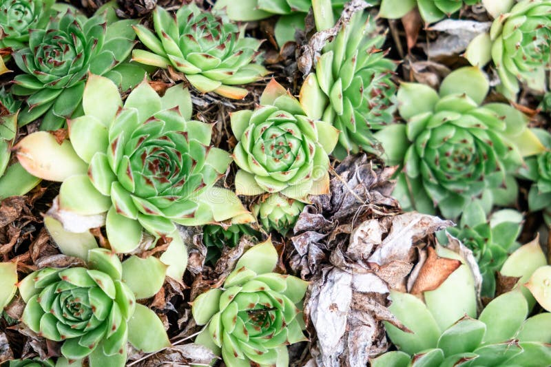 Close-Up of Green Succulent Plants with Natural Patterns and Textures ...