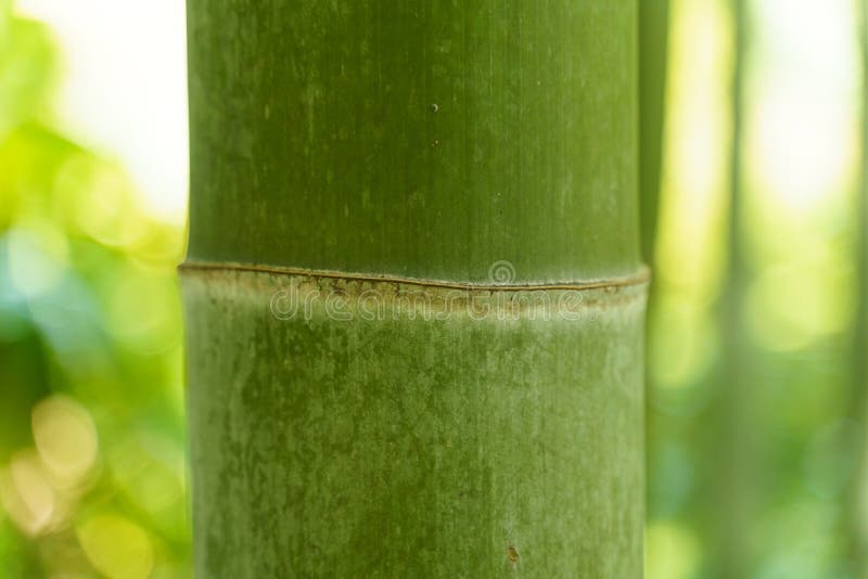 Close-up of the Green Texture of a Bamboo Trunk. Stock Image - Image of ...