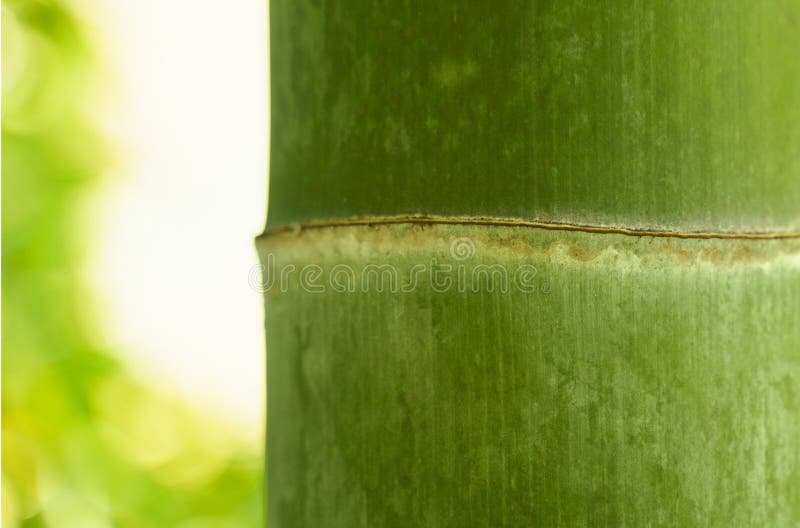 Close-up of the Green Texture of a Bamboo Trunk. Stock Image - Image of ...