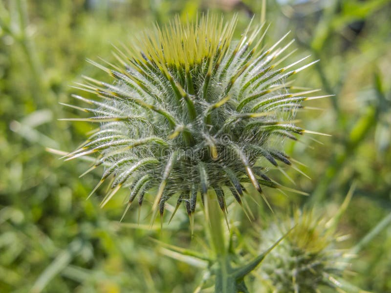 Close Up on a Green Thistle Stock Photo - Image of dandelion, color ...