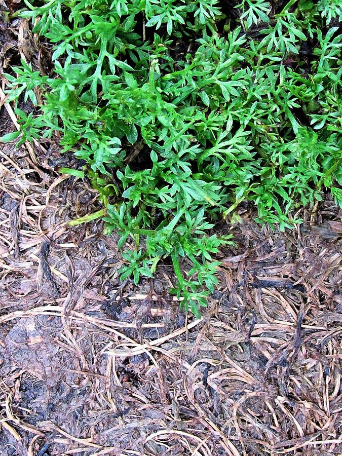 Close Up Green Thorn Bush on Ground Stock Photo - Image of ground ...