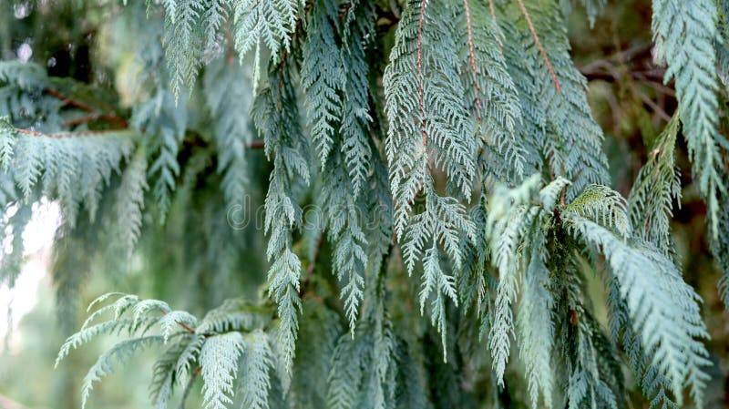 Close Up of Green Tree Leaves - Green Tree Leaves Background Stock ...