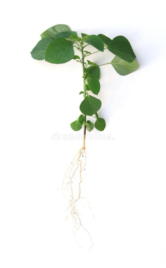 Close Up Green Tree Plant with Root Stock Photo - Image of spring, grow ...
