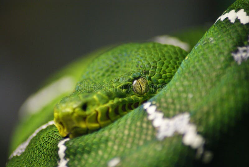 Green Tree Python stock photo. Image of caninus, slither - 210168248