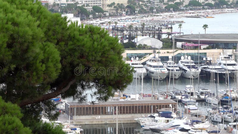 Close Up of a Green Tree with the View of the Port Stock Video - Video ...