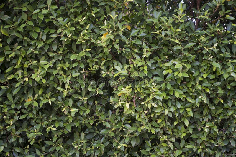 Green Tree Wall for Texture Background Pattern Stock Image - Image of ...