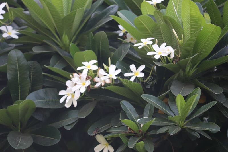 Close Up Green Tree and White Flower in India Stock Photo - Image of ...