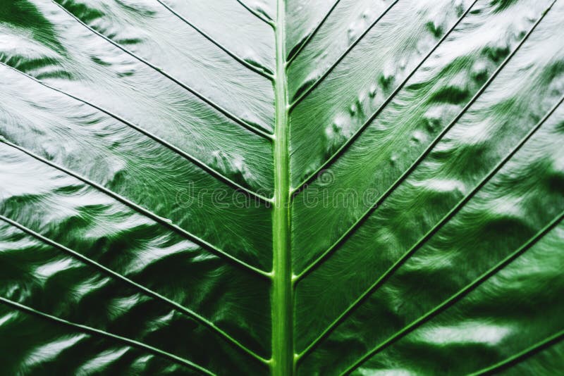Close-up Green Tropical Leaf Texture Pattern Background Stock Image ...