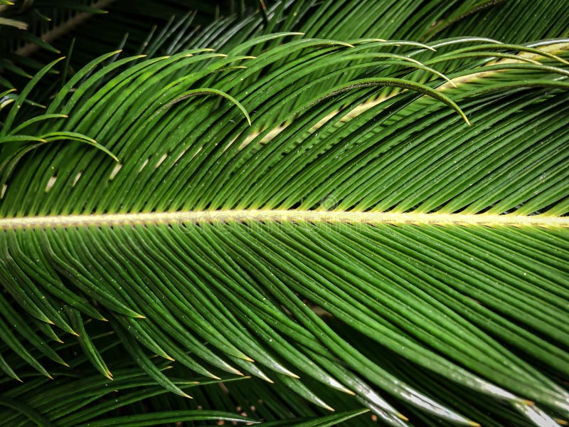 Close Up Green Tropical Palm Leaf Stock Image - Image of ecology ...