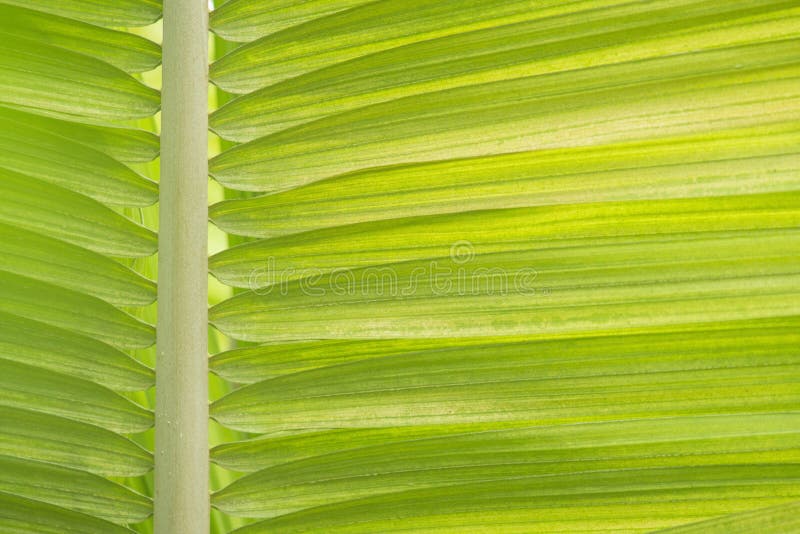 Close Up a Green Tropical Palm Tree Leaf Stock Photo - Image of design ...