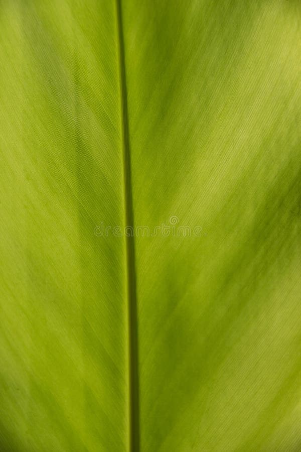 Close-up Turmeric Curcumin Powder in Wooden Spoon and Fresh Curcuma or ...