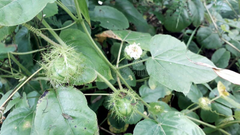 Close Up of Green Unripe Rambusa Fruit from Asia Stock Photo - Image of ...