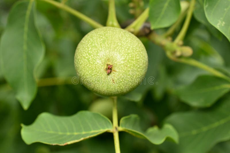Ripening Walnut on Tree Branches. Stock Image - Image of growing, fall ...